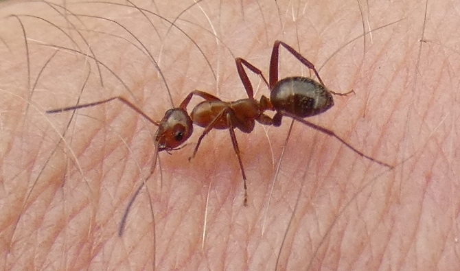 Pale Field Ant from Zion, IL 60099, USA on August 13, 2022 at 11:55 AM ...