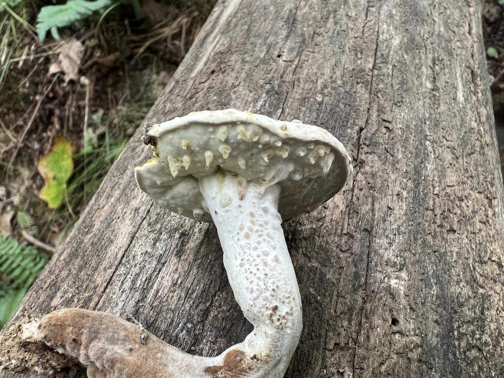 Hypomyces chlorinigenus from Albert Johnson Rd, Nashville, IN, US on ...