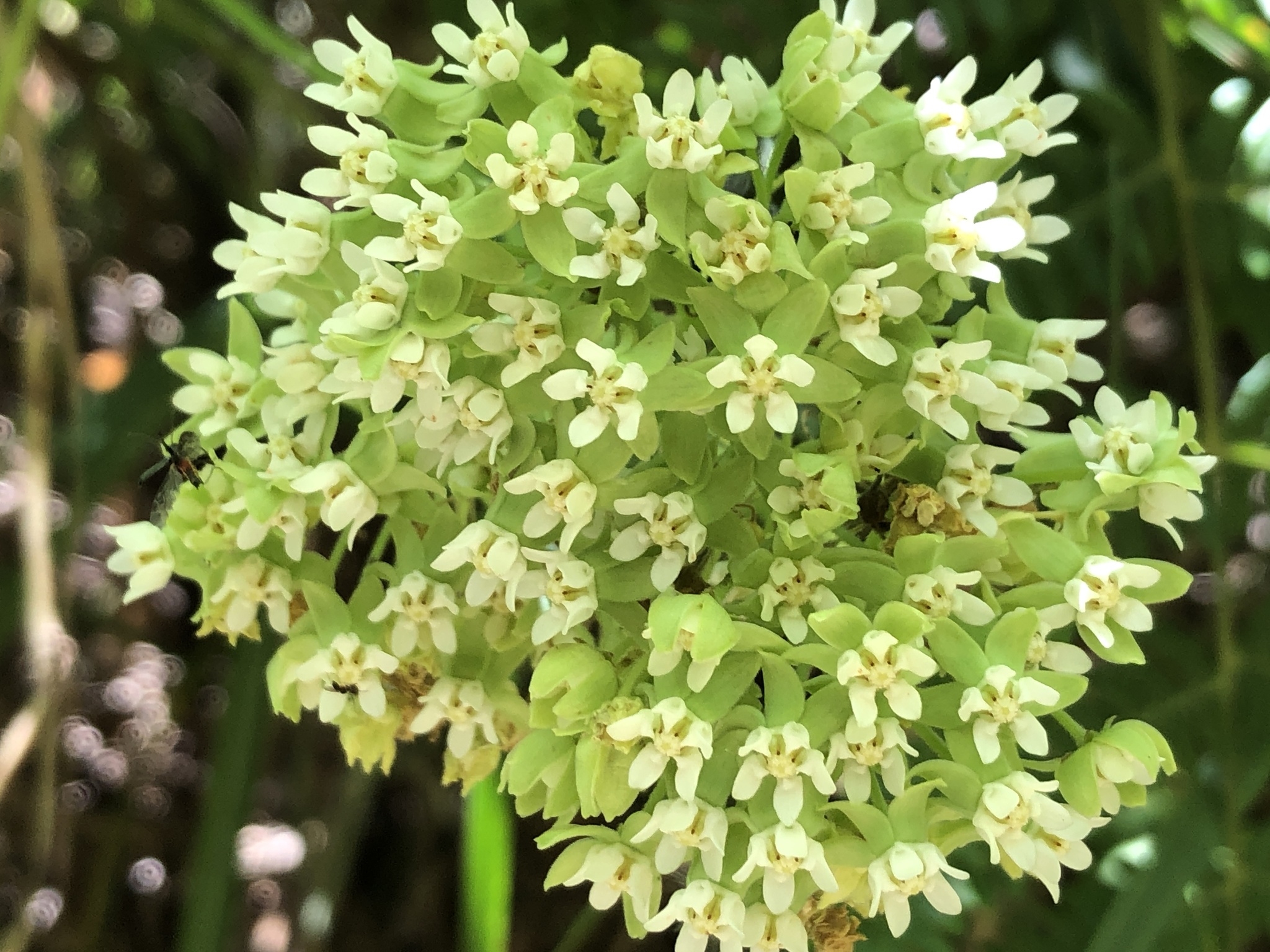 Cynanchum boudieri H.Lév. & Vaniot