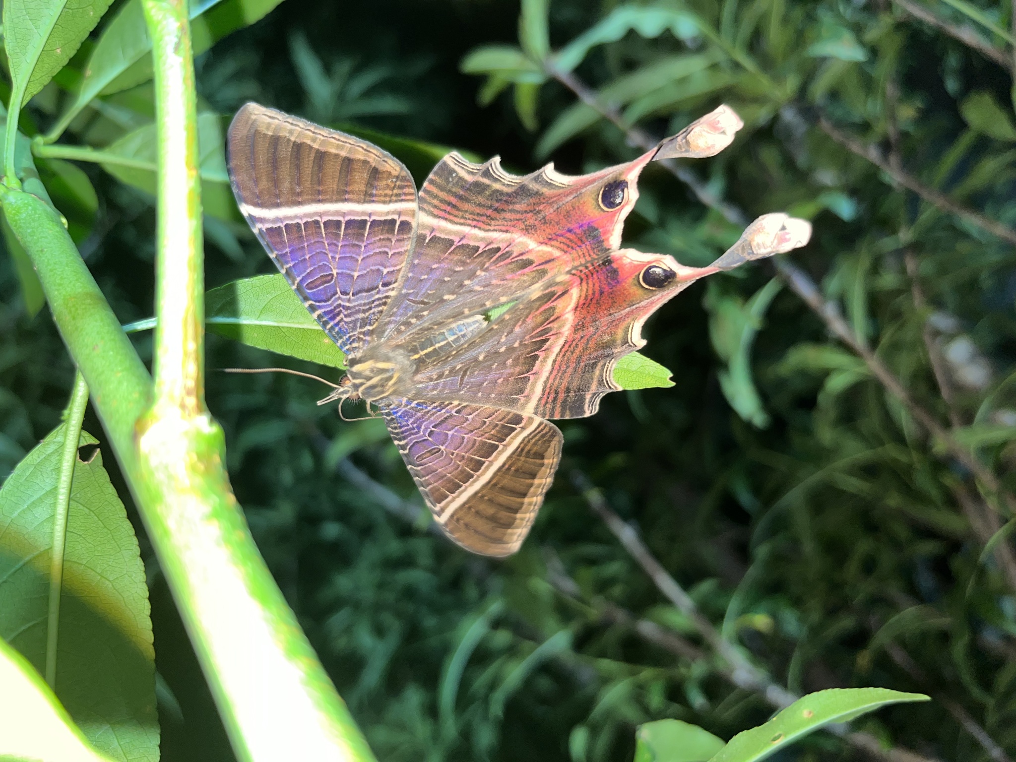 Nothus lunus Linnaeus, 1758