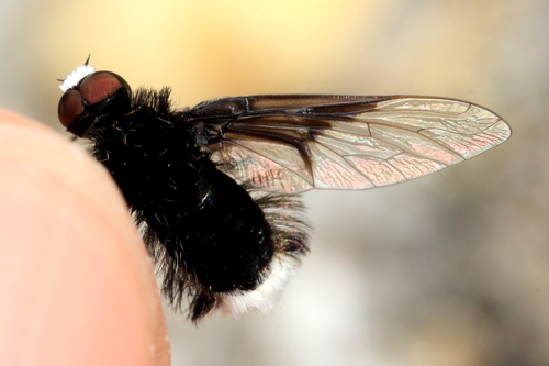 White-faced bee fly (Ogcodocera leucoprocta)