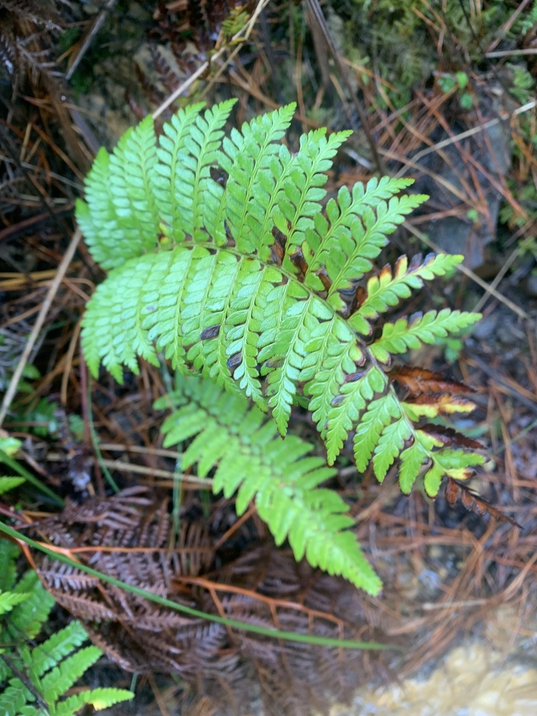 mother shield-fern from Tasmania, Crabtree, TAS, AU on August 14, 2022 ...