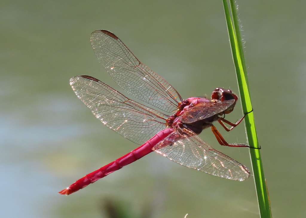Tropical King Skimmers from Harris County, TX, USA on July 9, 2022 at ...