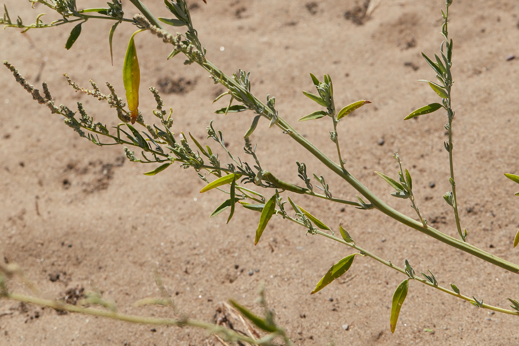 desert goosefoot from Antioch Dunes National Wildlife Refuge, Contra ...