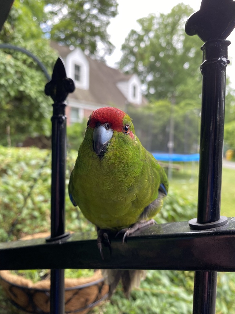 Red-crowned Parakeet in July 2022 by Melissa Lawrence · iNaturalist