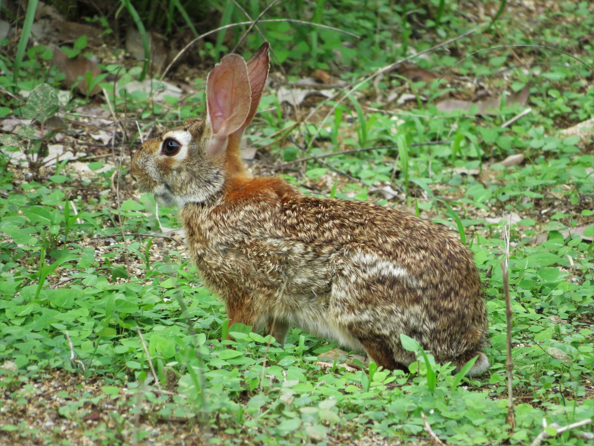Sylvilagus cunicularius (Waterhouse, 1848)