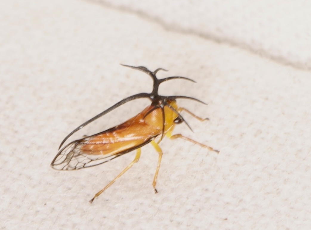 Umbelligerus Deitz, 1975