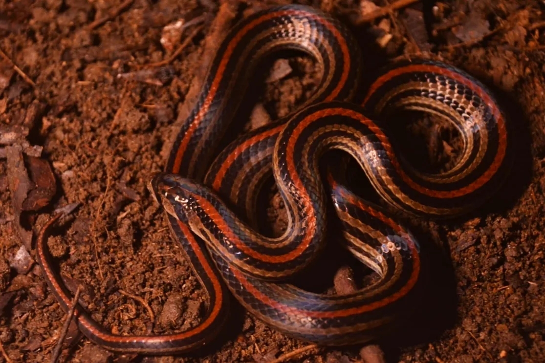 Oligodon octolineatus (Schneider, 1801)