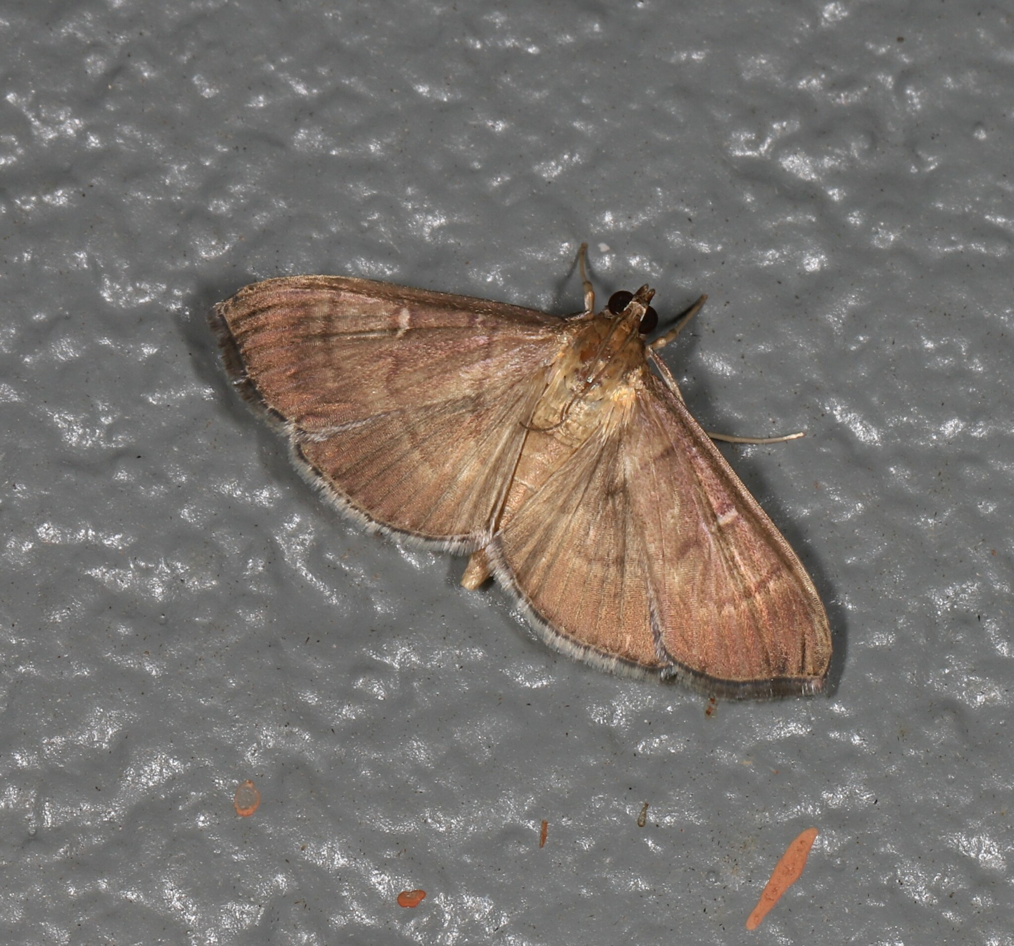 Pramadea Moore, 1888