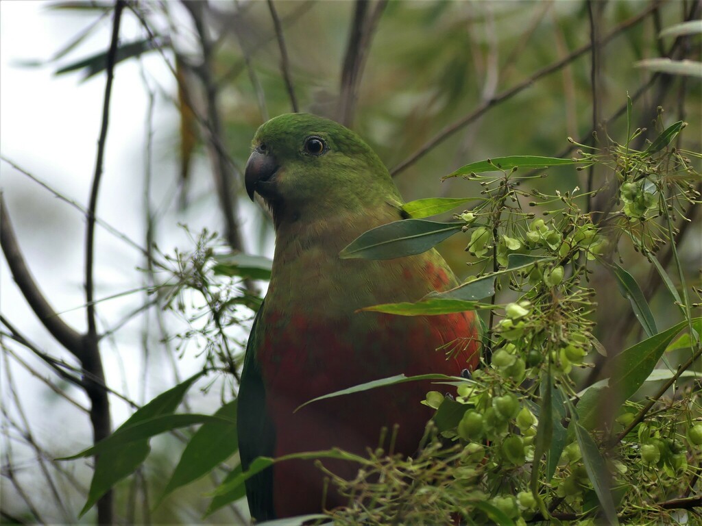 Australian King-Parrot from Berowra Heights NSW 2082, Australia on ...