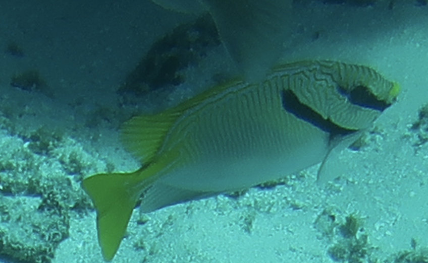 Barred Rabbitfish from Lodestone Reef, 4805, Australia on August 13 ...