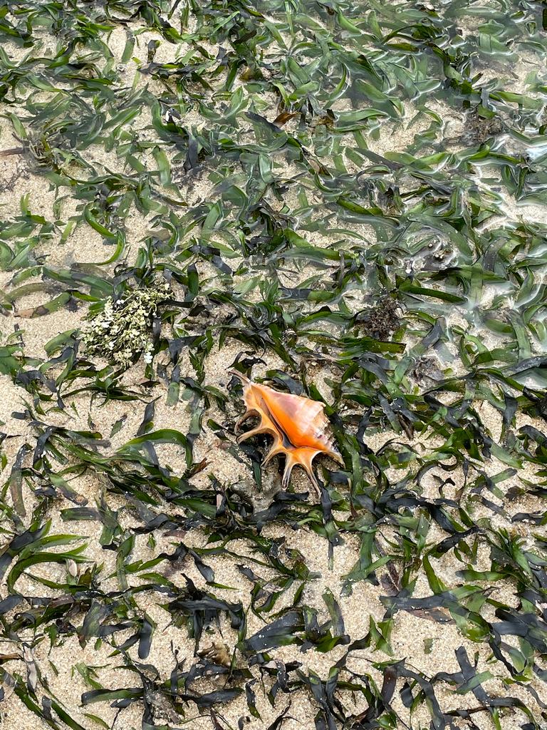 Common Spider Conch from Mer Island on June 12, 2022 at 01:59 PM by ...