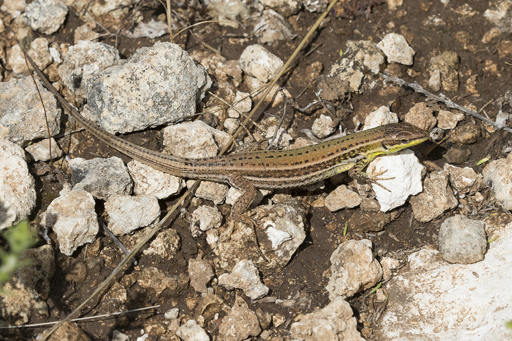 Sicilian Wall Lizard in May 2019 by Maurizio Sighele · iNaturalist