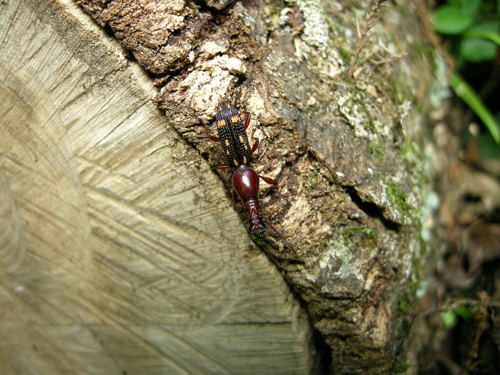 Baryrhynchus poweri from 日本、〒811-1233 福岡県筑紫郡那珂川市市ノ瀬 on June 14, 2009 at ...