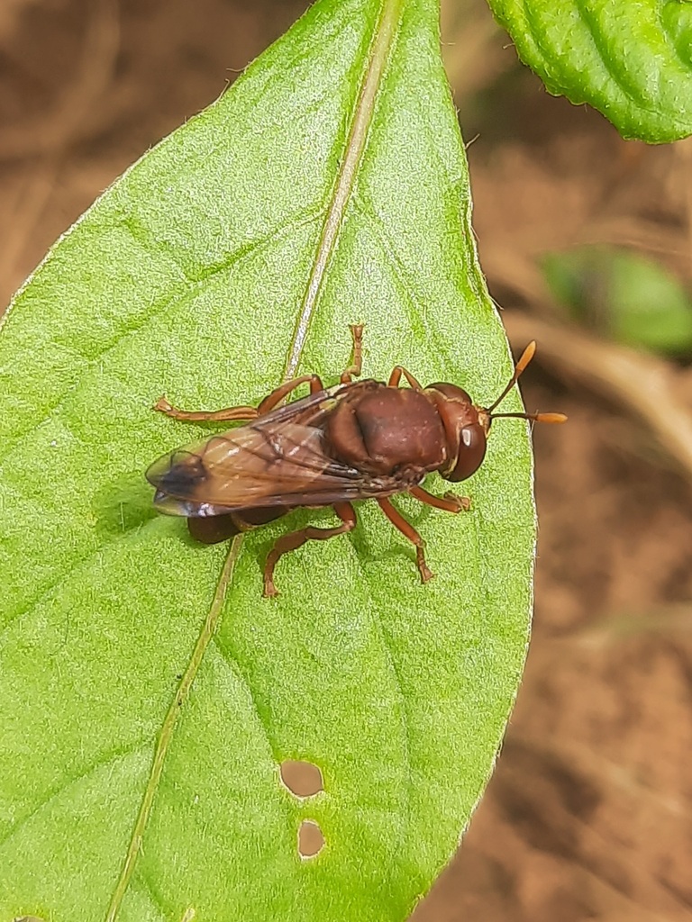 Ant Flies & Kin from Brookefield, Bengaluru, Karnataka, India on August ...