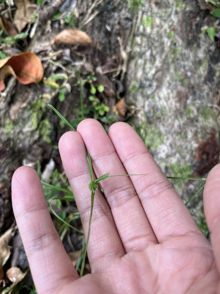 Shortleaf Spikesedge from 秀林鄉, TW on August 14, 2022 at 01:42 PM by 何小花 ...