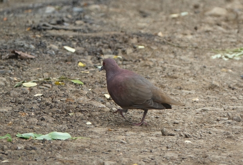 Malagasy Turtle-Dove (Comoros) (Subspecies Nesoenas picturatus ...