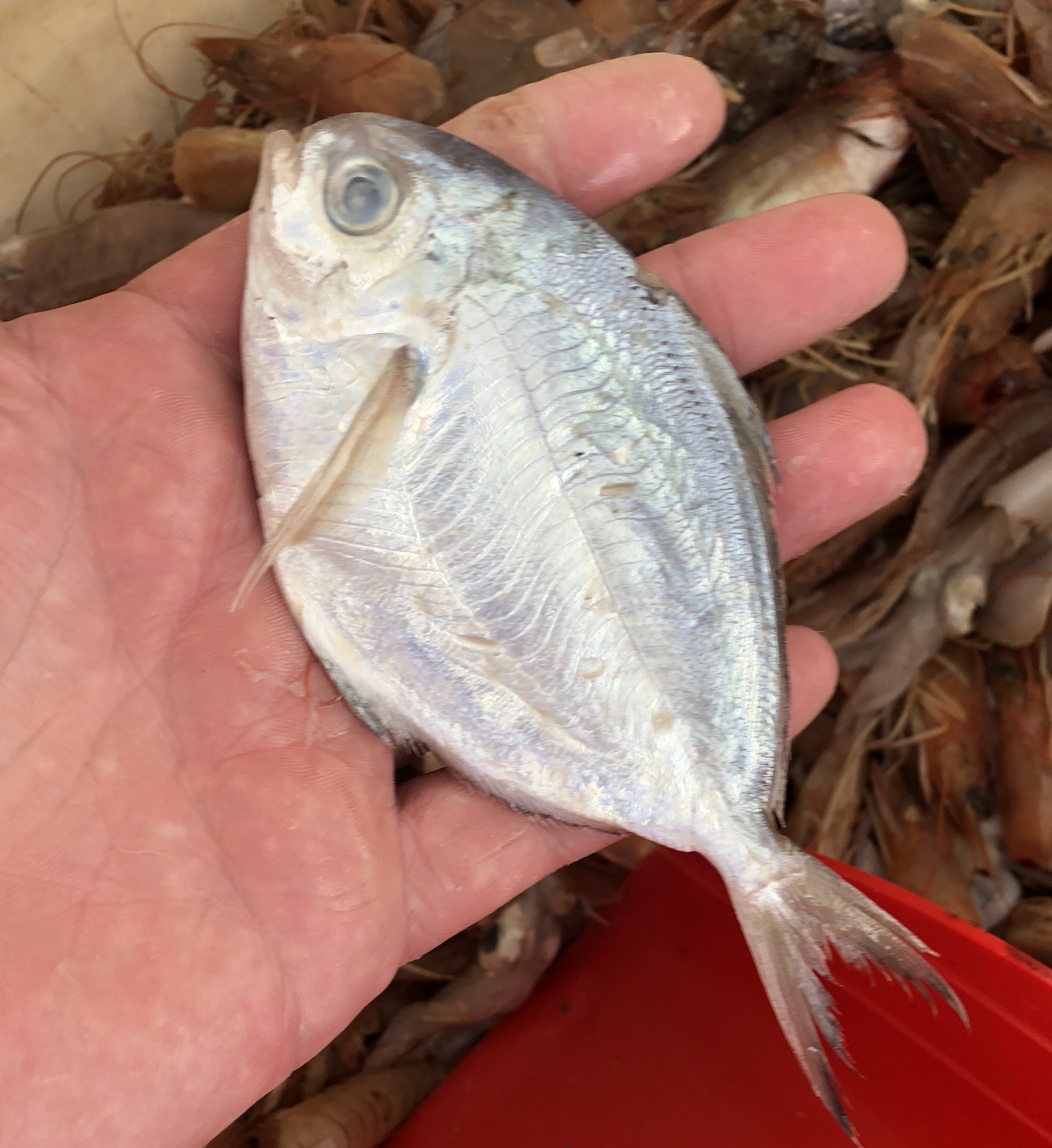 Peprilus burti Fowler, 1944