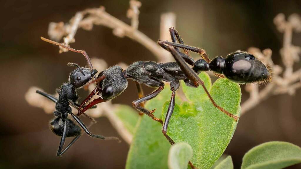 Inch Ant from Organ Pipes Rd, Keilor North VIC 3036, Australia on March ...