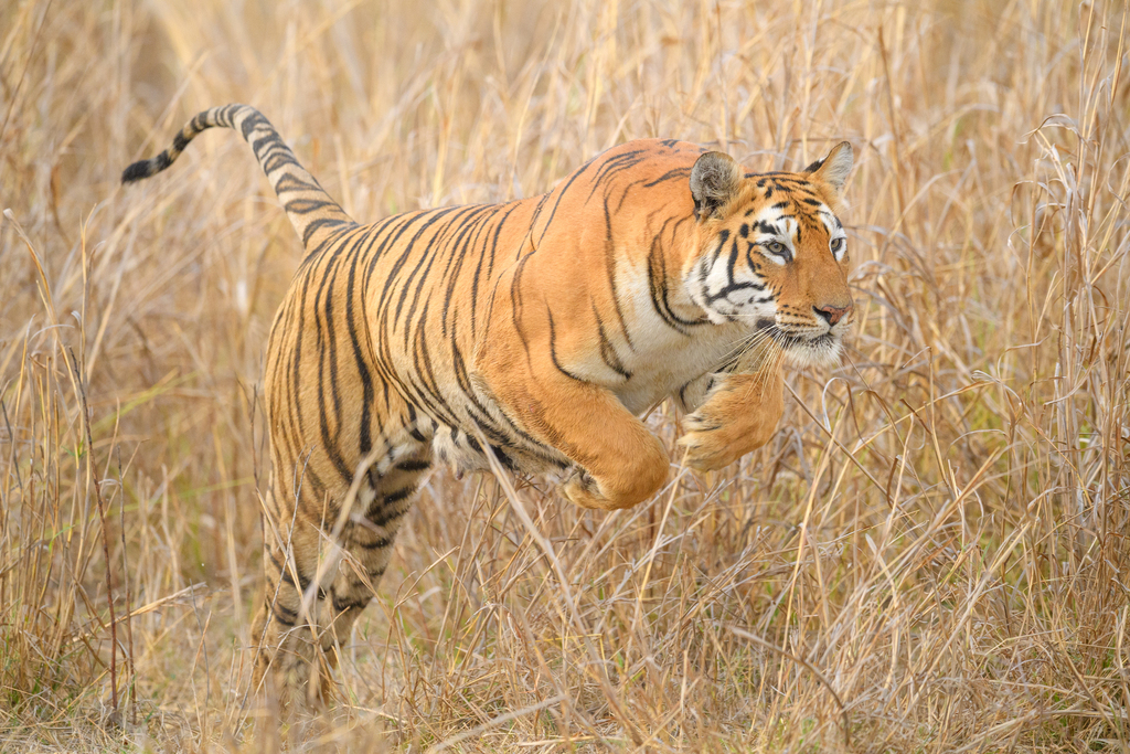 Big Cats of India | Vanyamitra