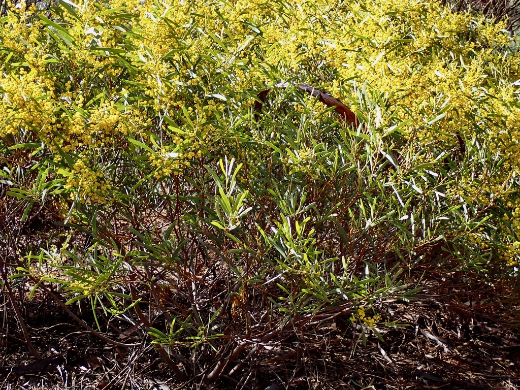 Hakea-leaved Wattle (Acacia hakeoides) - Botanical Realm