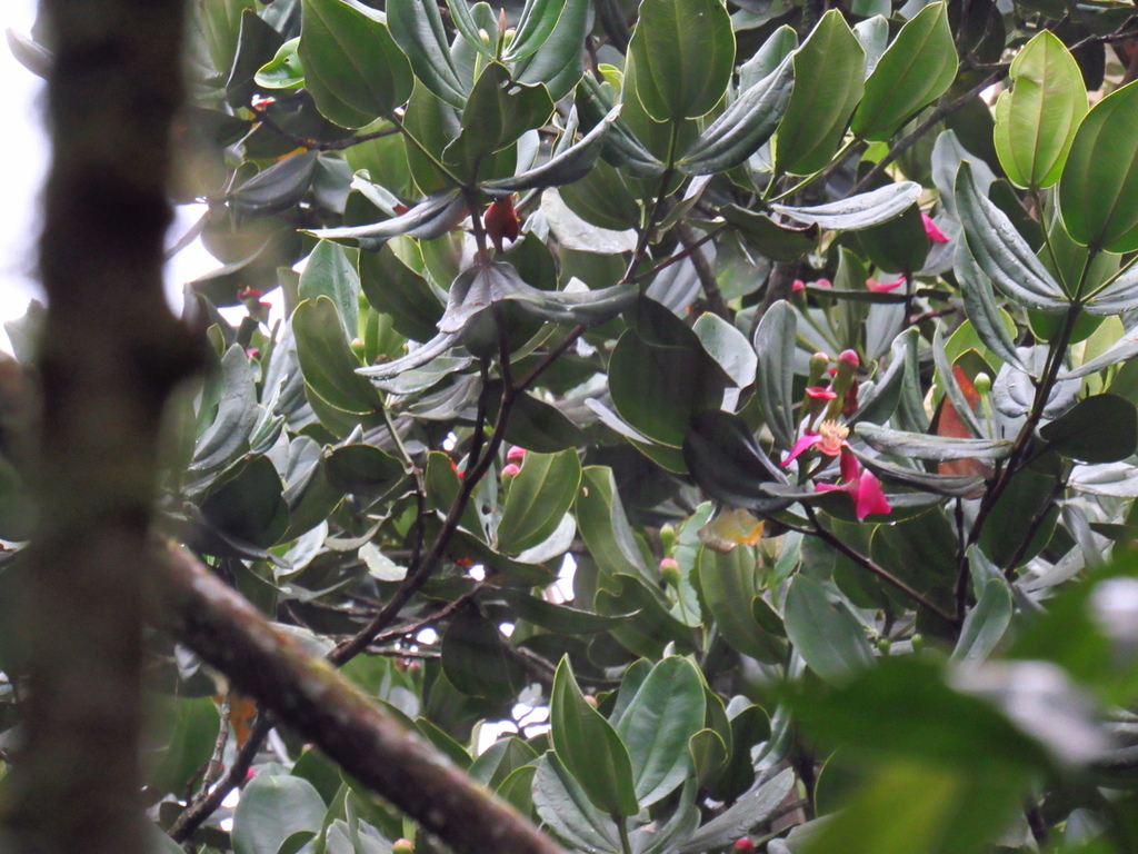 Blakea princeps in July 2018 by Julian Alzate · iNaturalist