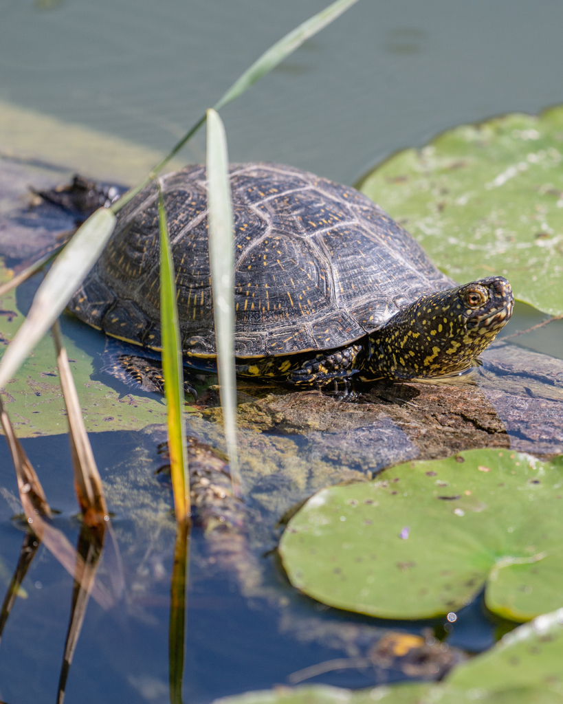 European Pond Turtle in August 2022 by Victor Beccari · iNaturalist