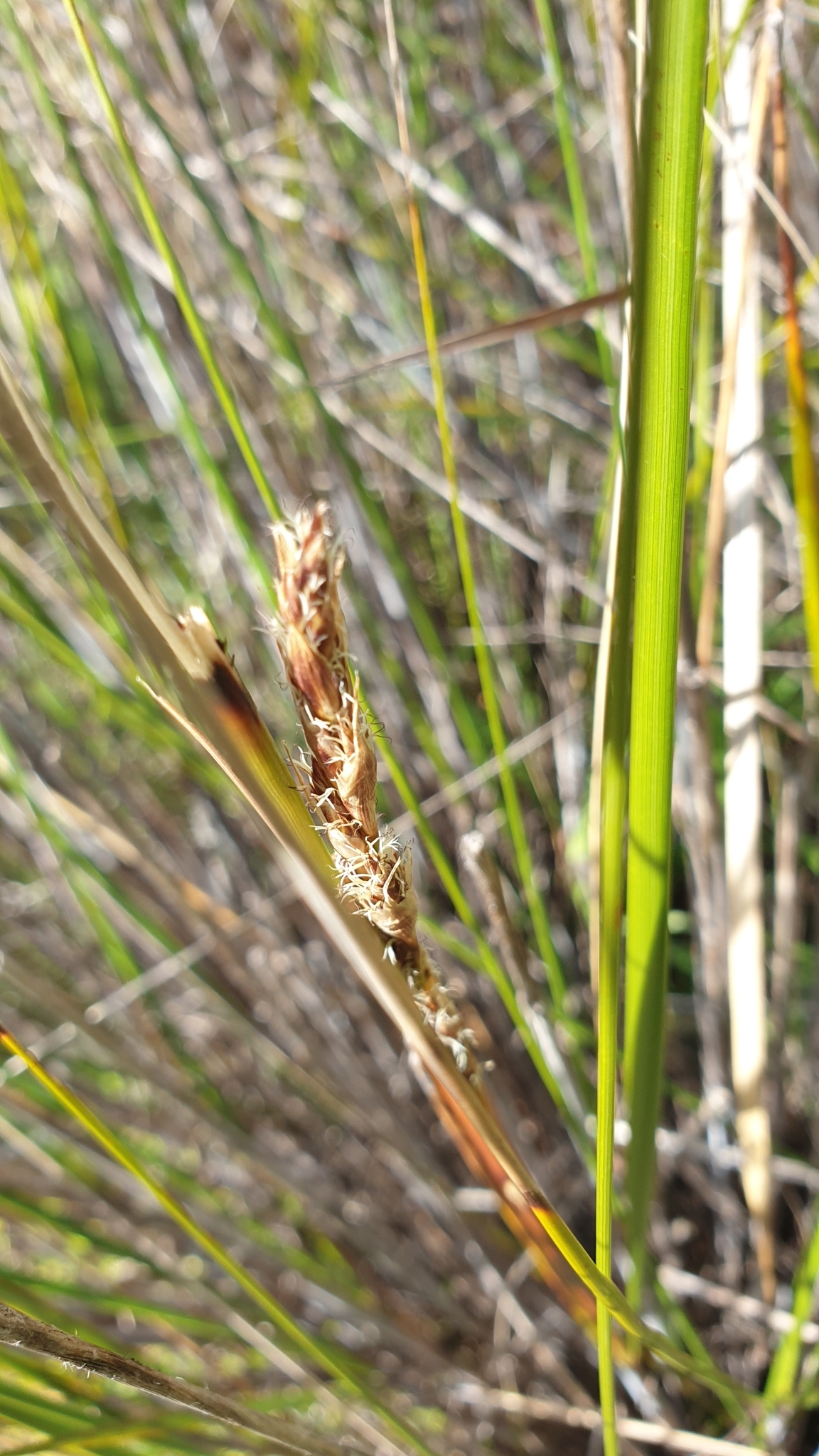 Gahnia filum (Labill.) F.Muell.
