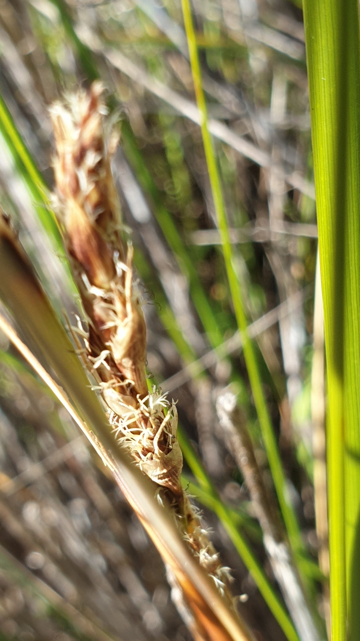 Gahnia filum (Labill.) F.Muell.