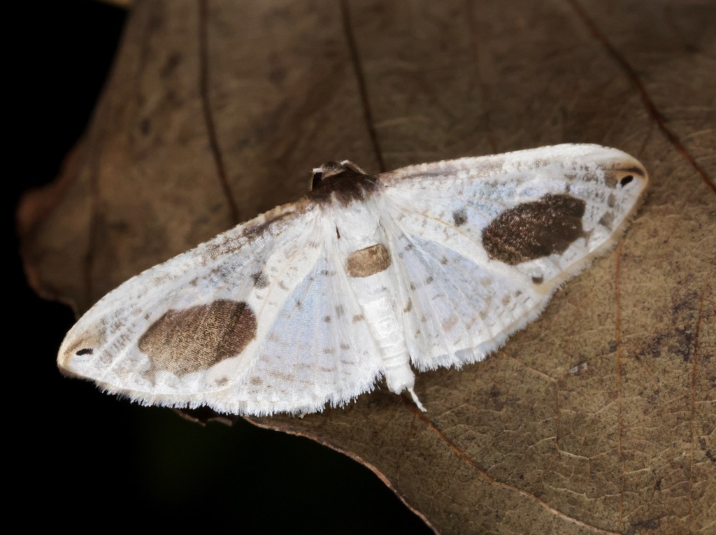 Calindoea sapa from Devil's peak on August 13, 2022 at 09:51 PM by sk2 ...