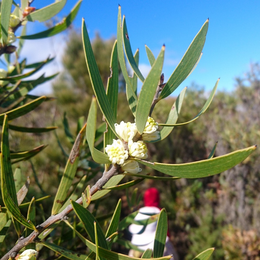 Pincushion trees in August 2018 by Jesse de Vries · iNaturalist