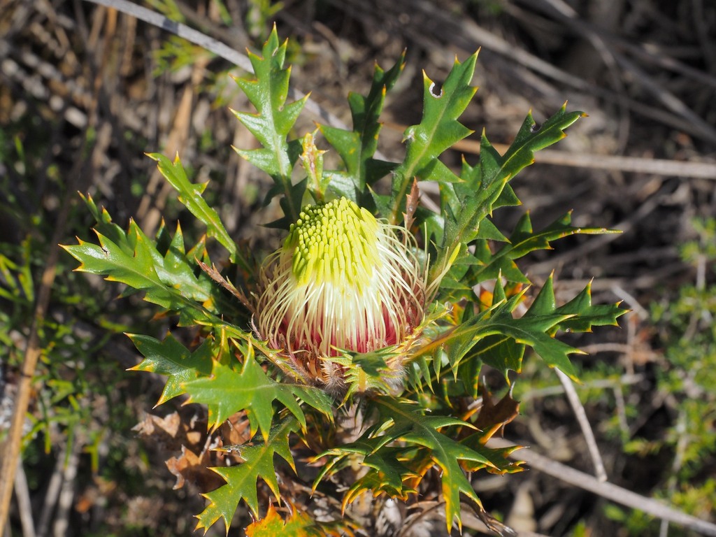prickly dryandra from Stirling Range National Park, Plantagenet ...
