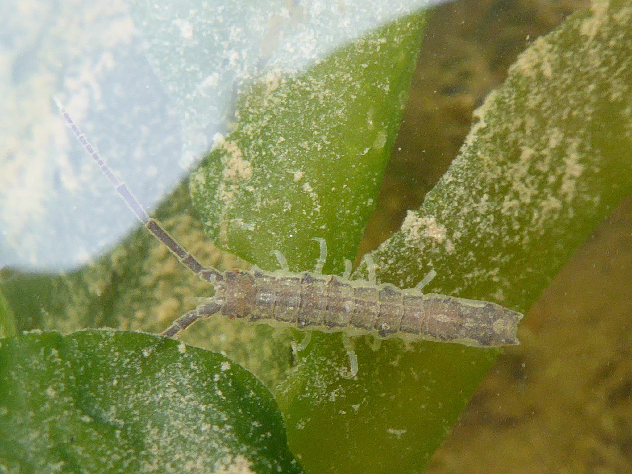 Idotea linearis (Linnaeus, 1767)