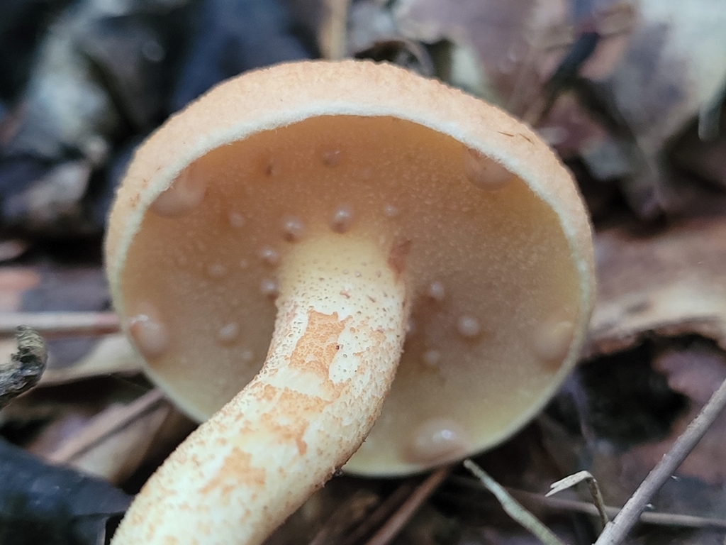 Suillus hirtellus desde Prater Place & Hemlock Falls Trail el 13 de ...
