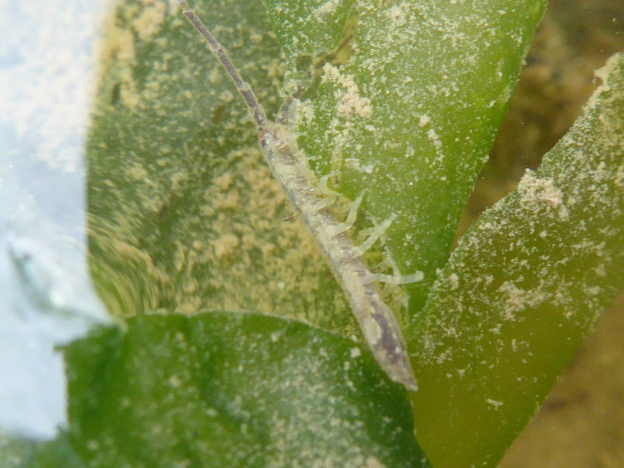 Idotea linearis (Linnaeus, 1767)