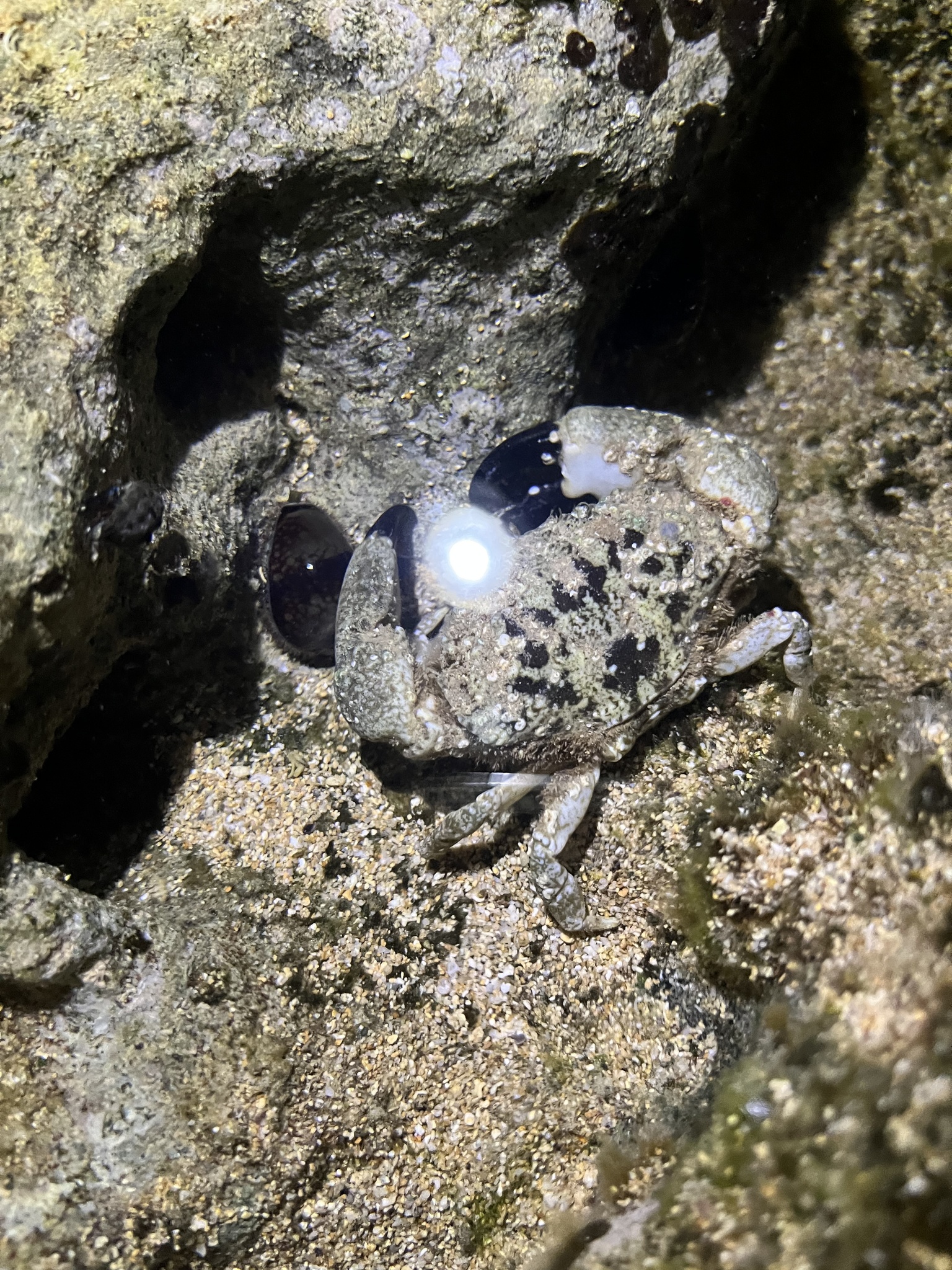 Leptodius sanguineus (H.Milne Edwards, 1834)