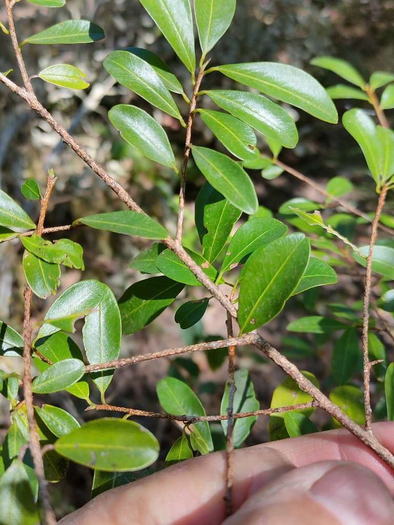 coca trees from Woocoo QLD 4620, Australia on August 14, 2022 at 11:50 ...