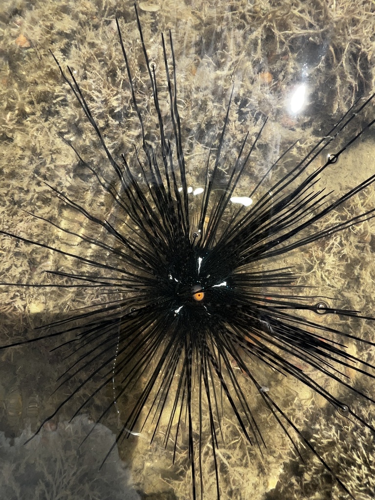 Black Longspine Urchin from Jackson Channel, Mission River, QLD, AU on ...