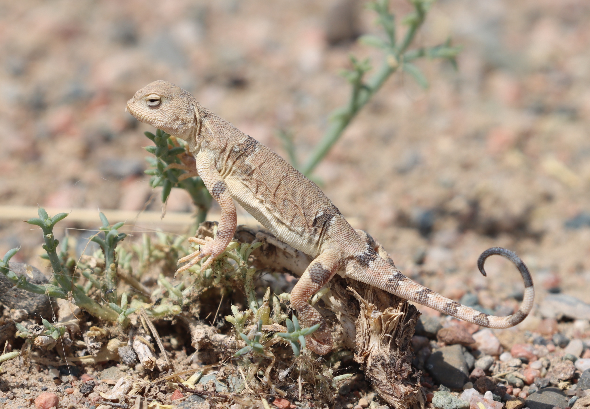 Phrynocephalus versicolor Strauch, 1876