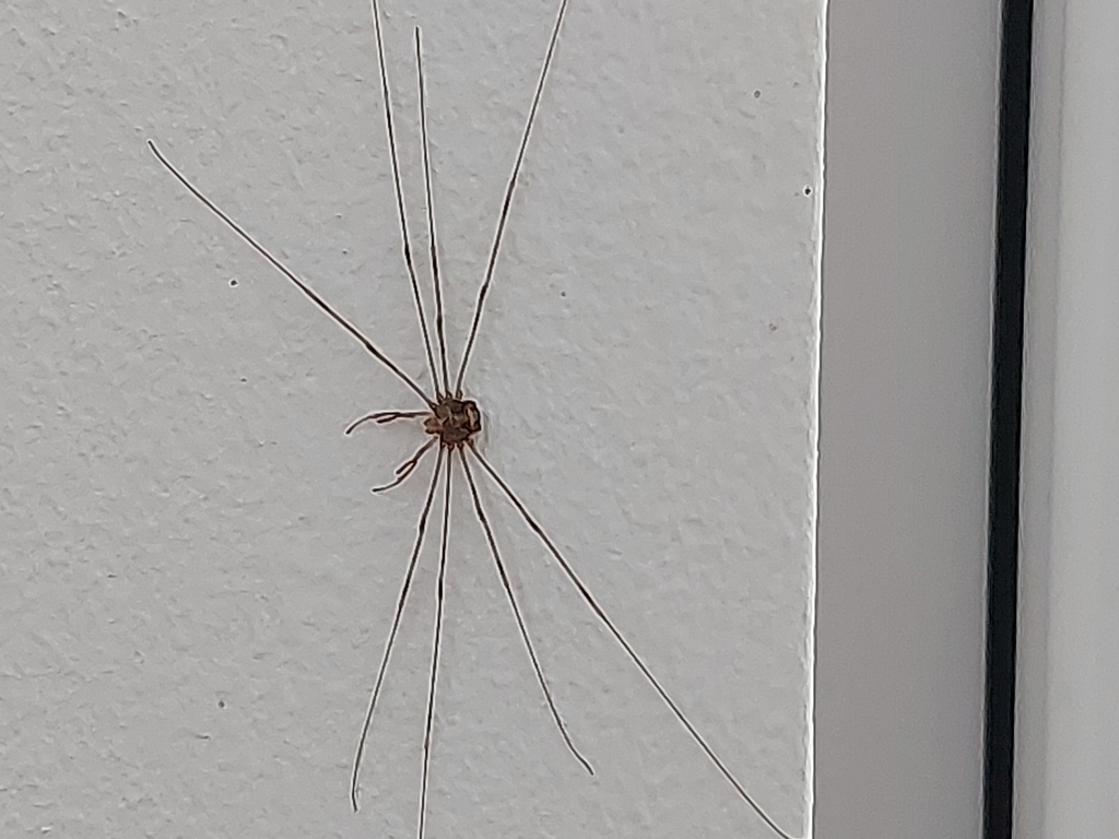 Fork-palped Harvestman from Berlin on August 13, 2022 at 12:18 PM by ...