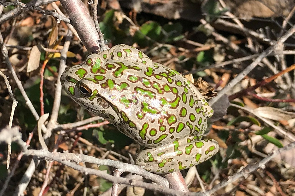 Spotted-thighed Frog from Stirling Range National Park WA 6338 ...