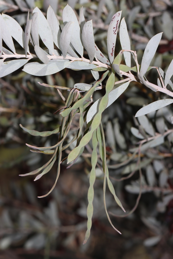 Acacia meisneri from Nunile WA 6566, Australia on August 14, 2022 at 01 ...