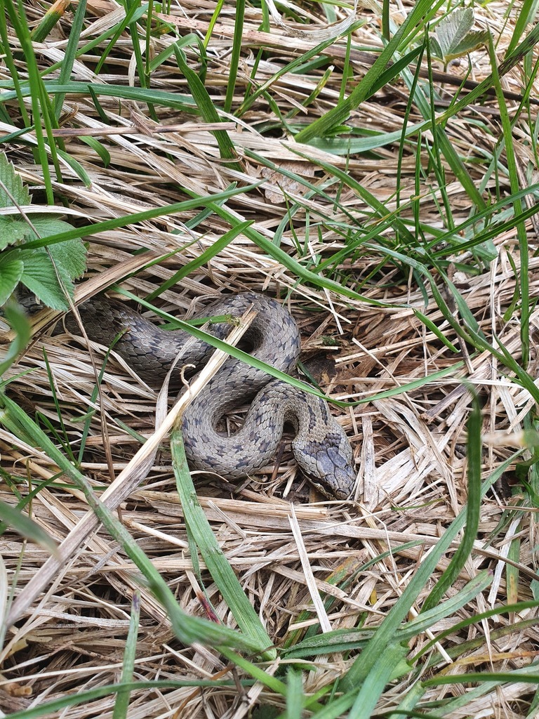 Smooth Snake from 049 43 Hrušov, Slovakia on May 1, 2022 at 10:15 AM by ...