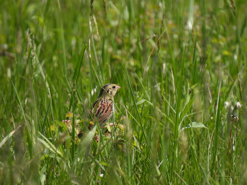 Henslow's Sparrow in May 2022 by Brian · iNaturalist