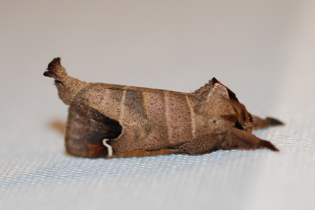 Sigmoid Prominent (Seney and the Surrounding Areas Pollinators ...