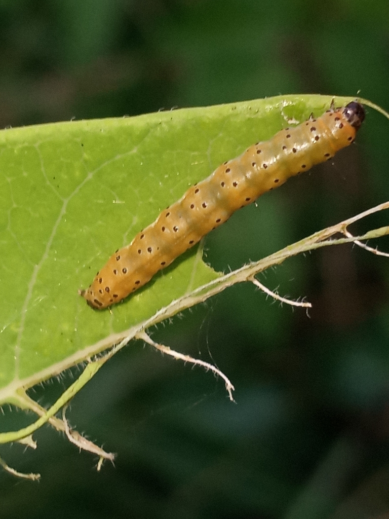 Dogbane Saucrobotys Moth from Queenstown, MD 21658, USA on August 14 ...