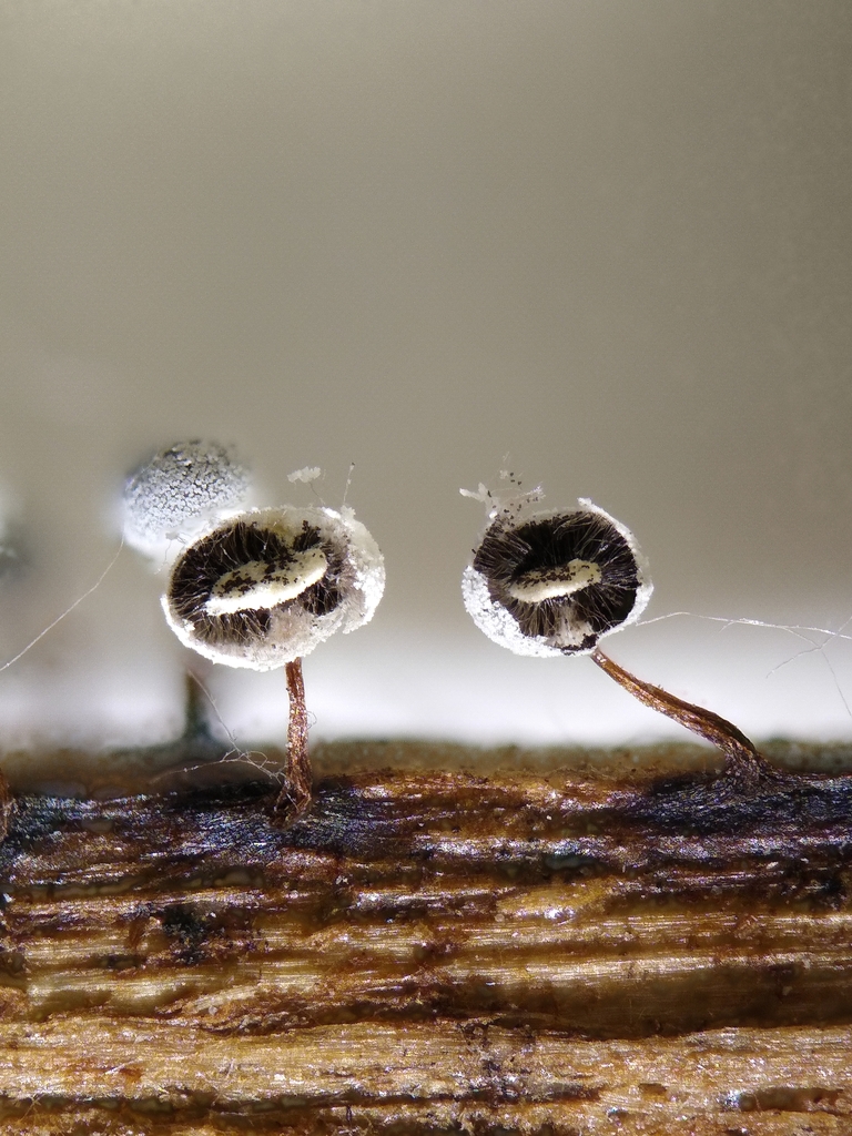 Didymium bahiense (protozoans of the USA) · iNaturalist