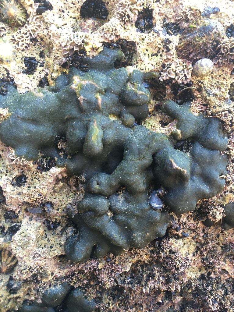 Codium adhaerens (rocky shore Mariana) · iNaturalist