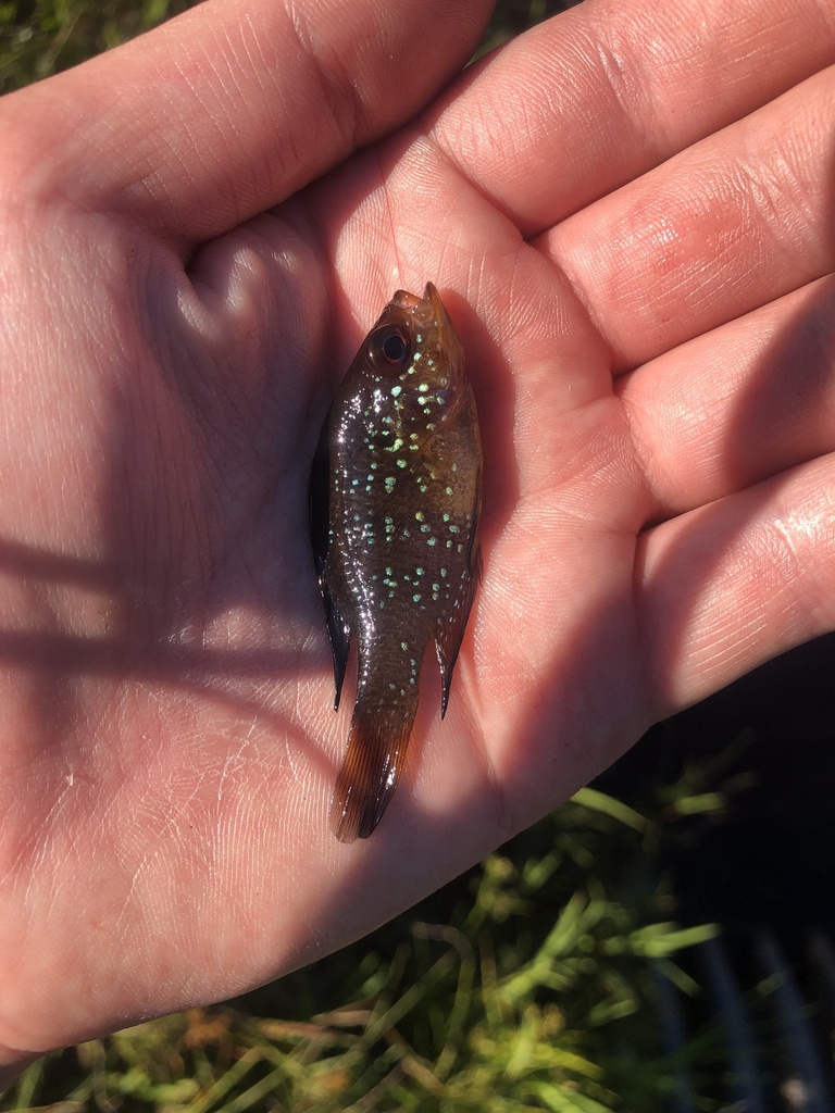 Blue-spotted Sunfish from Chatsworth, NJ, US on August 13, 2022 at 09: ...