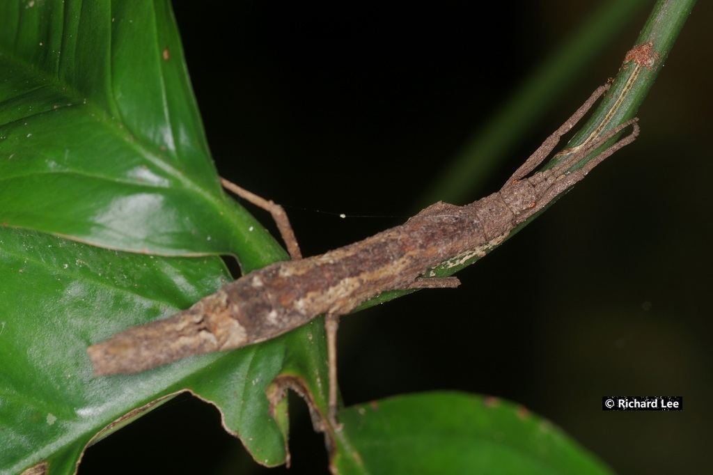 Orestes mouhotii from Bukit Panjang, Singapore on August 13, 2022 at 09 ...